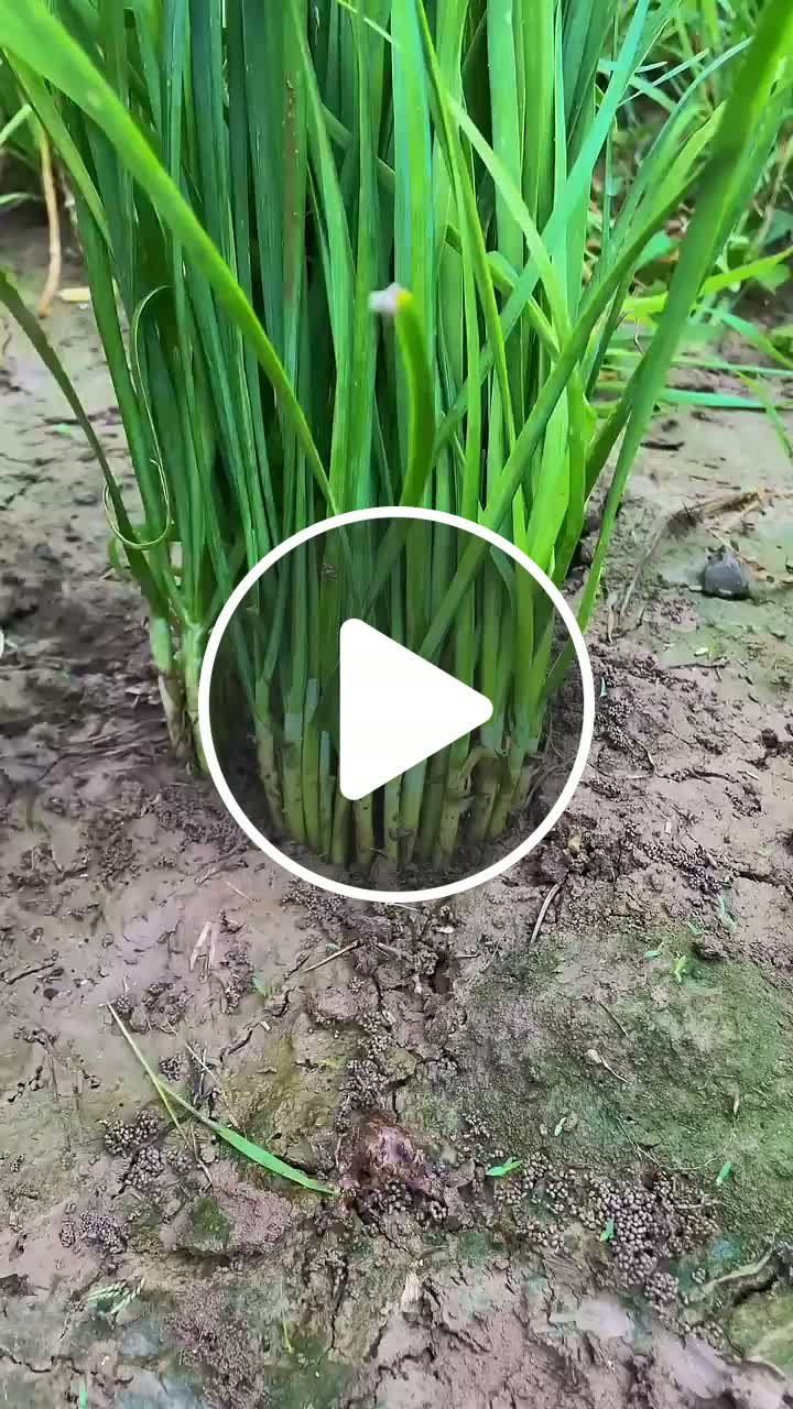 Harvesting Yellow Leeks - NewsBreak