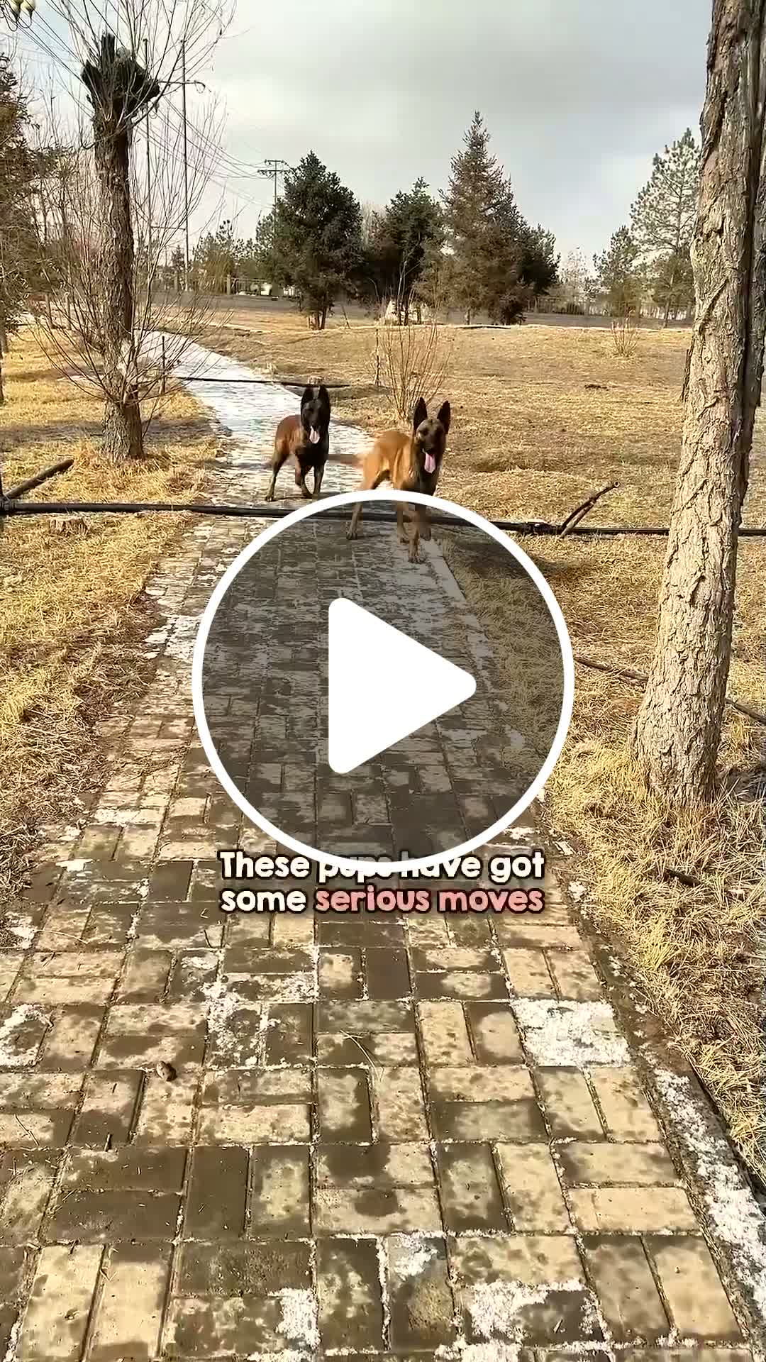 These are the best furry dancers I've ever seen! 💃🐾 ️ - NewsBreak