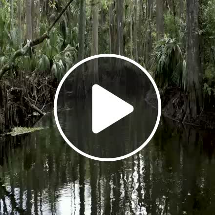 0003- I Explored the EVERGLADES for 100 Hours (16 ft. Swamp Monsters ...