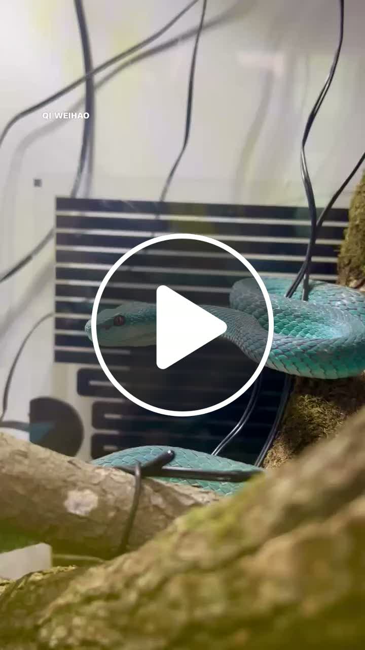 Disney s animated film Zootopia 2 was such a hit in China that some ...