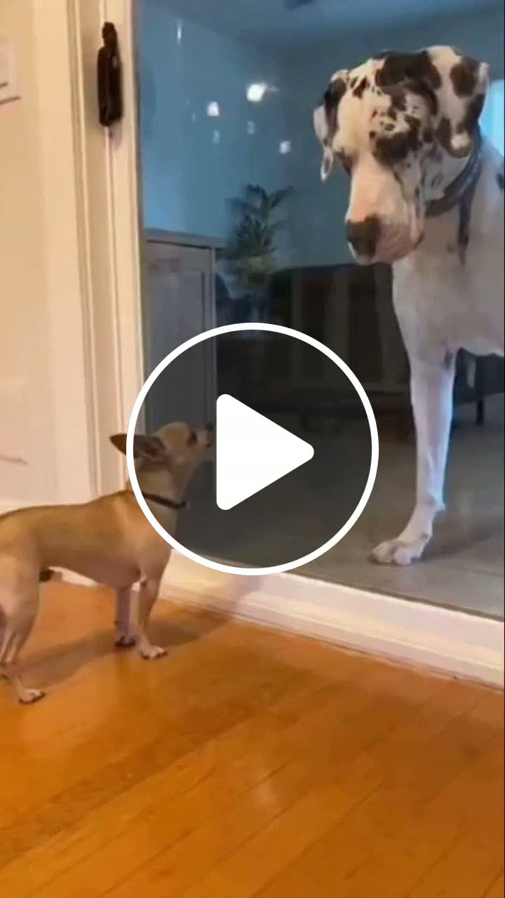 but when the door was opened he still come 😔 - NewsBreak