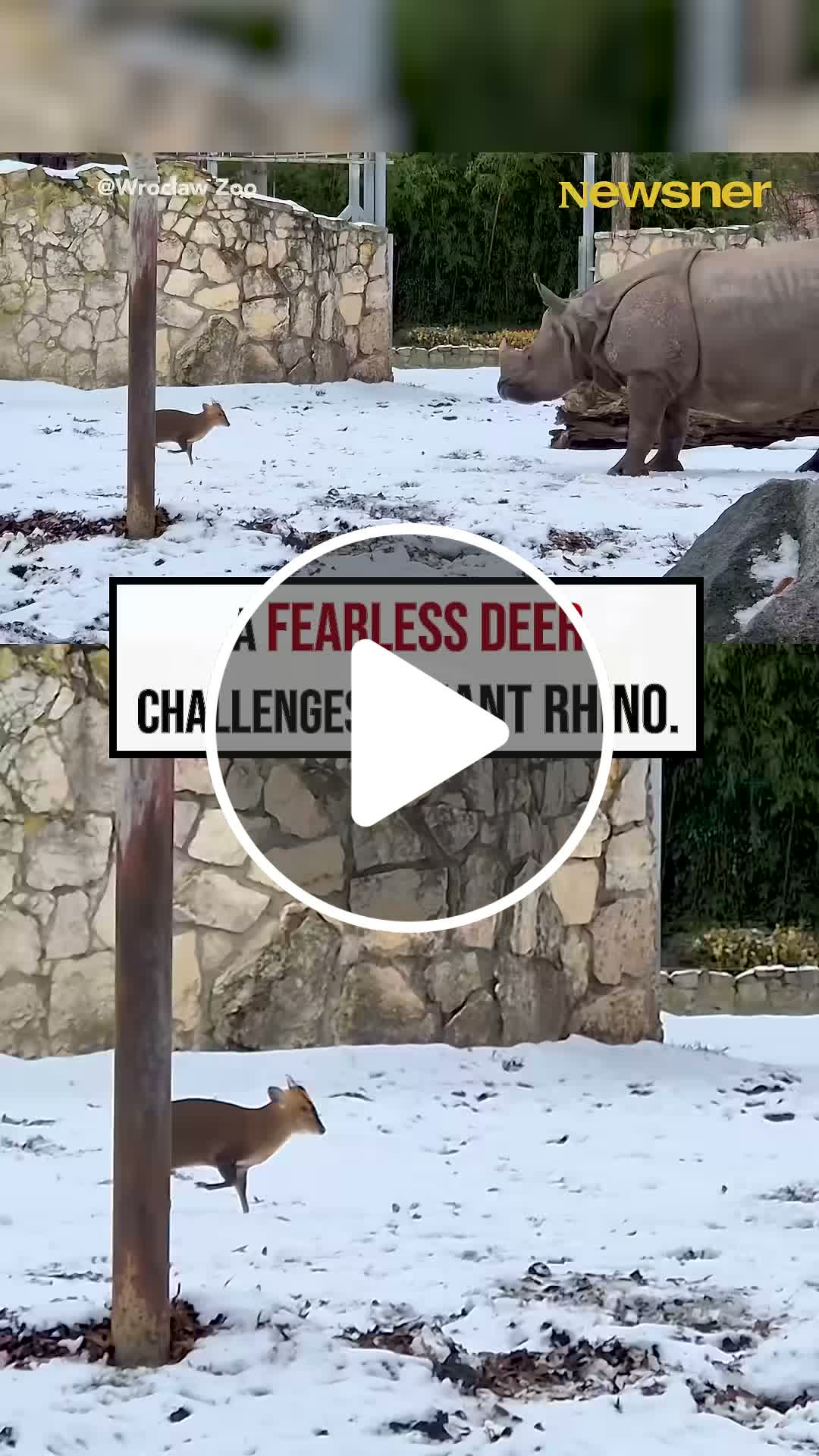 Tiny Deer Challenges Giant Rhino - NewsBreak