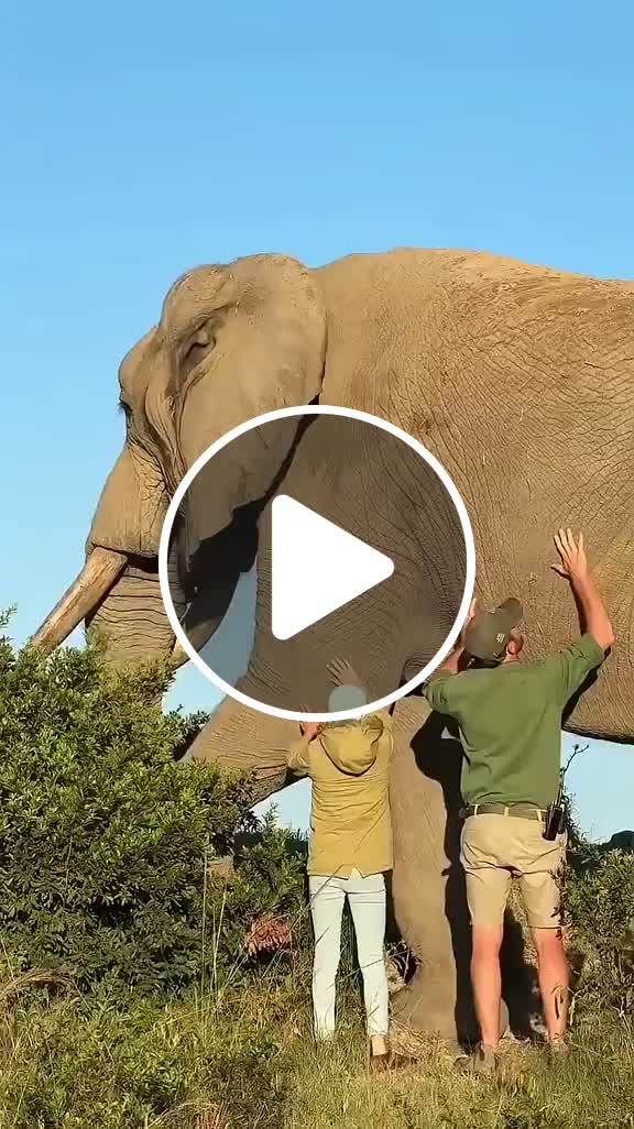 world's largest elephant ever recorded in history - NewsBreak