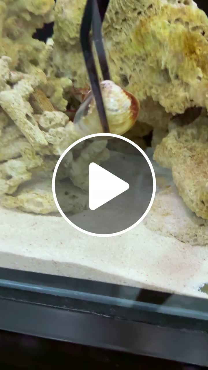 Mantis Shrimp Destroys Clam #mantisshrimp #animals #wildlife # ...