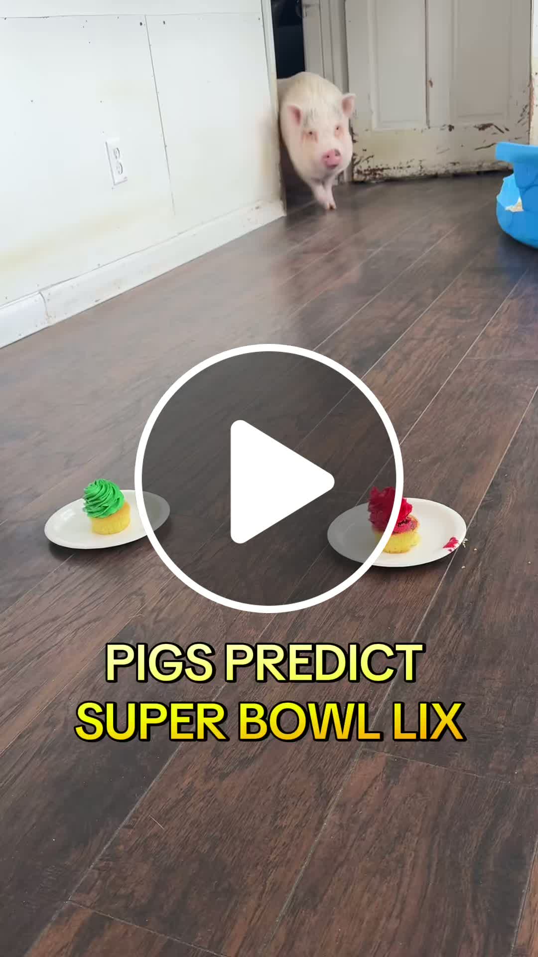 Smalls and Eliza make their #SuperBowl predictions! 💚 or ️? #Eagles # ...
