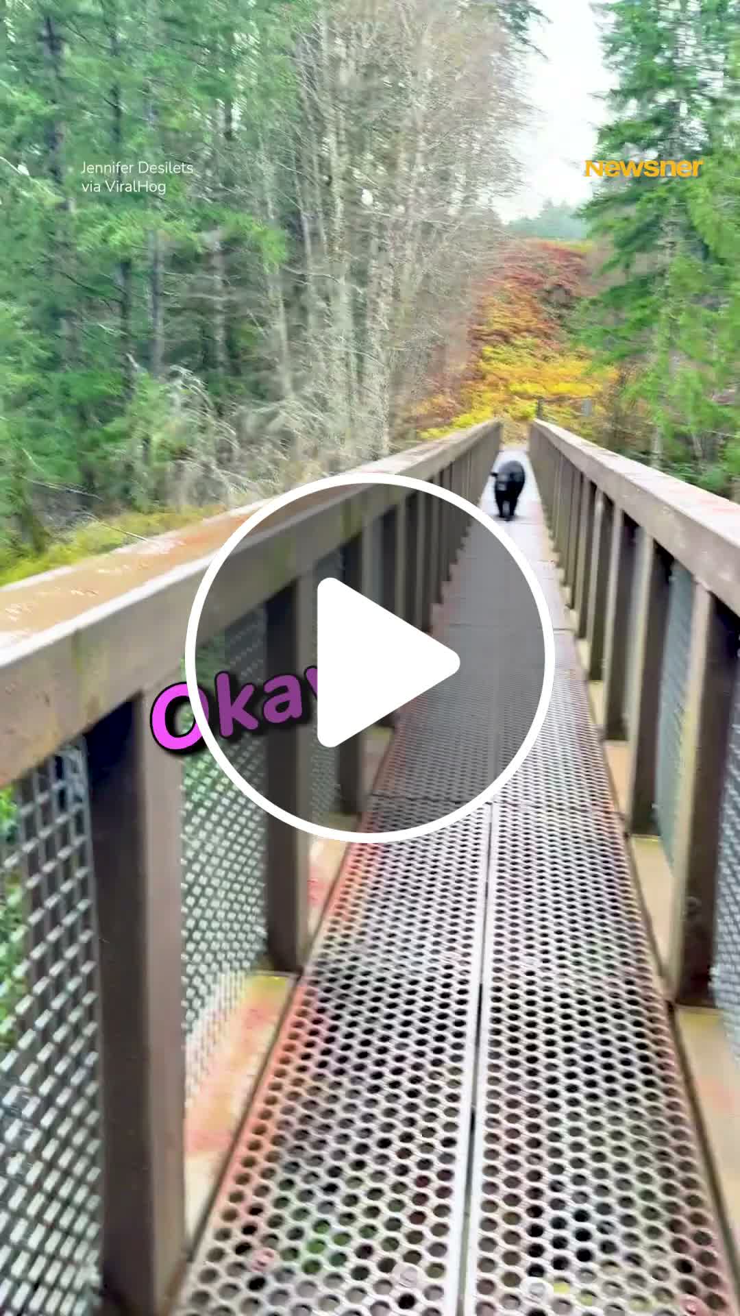 Hike turns terrifying as bear approaches - NewsBreak