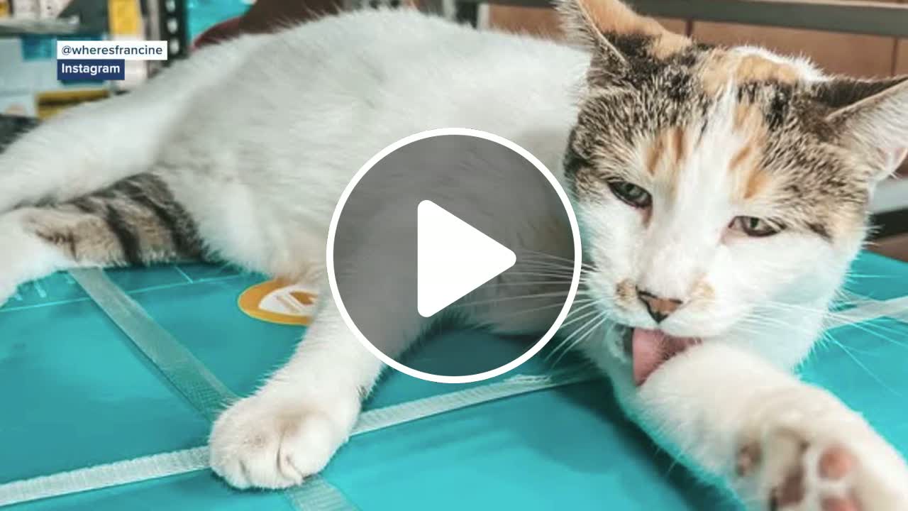 Francine returns! Lowe's cat back in Richmond after accidental truck ...