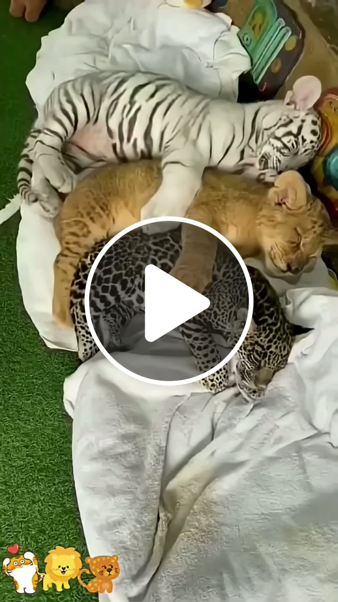 Tiger, lion & leopard cubs become unlikely brothers! 🐯🦁🐆#animals #tiger ...