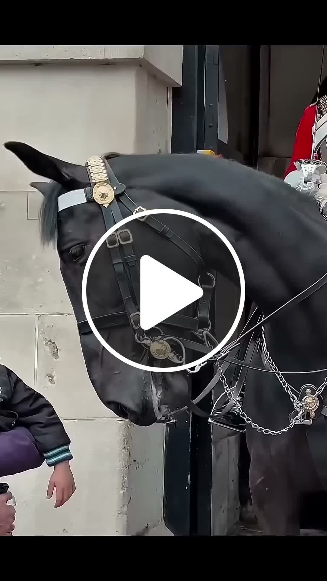Heartwarming moments#royalguard #kingguard #horseguardsparade #respect ...