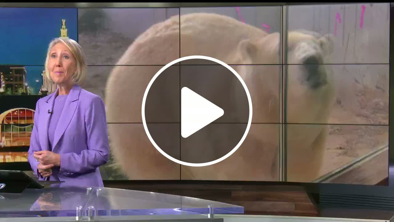 Henry Vilas Zoo welcomes new polar bear - NewsBreak