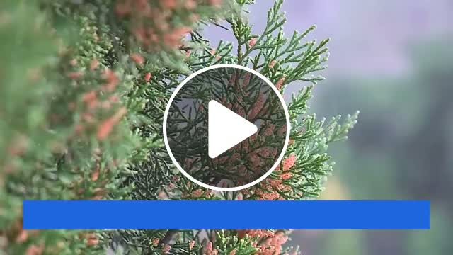 Vaccine could be coming for 'Cedar Fever' - NewsBreak