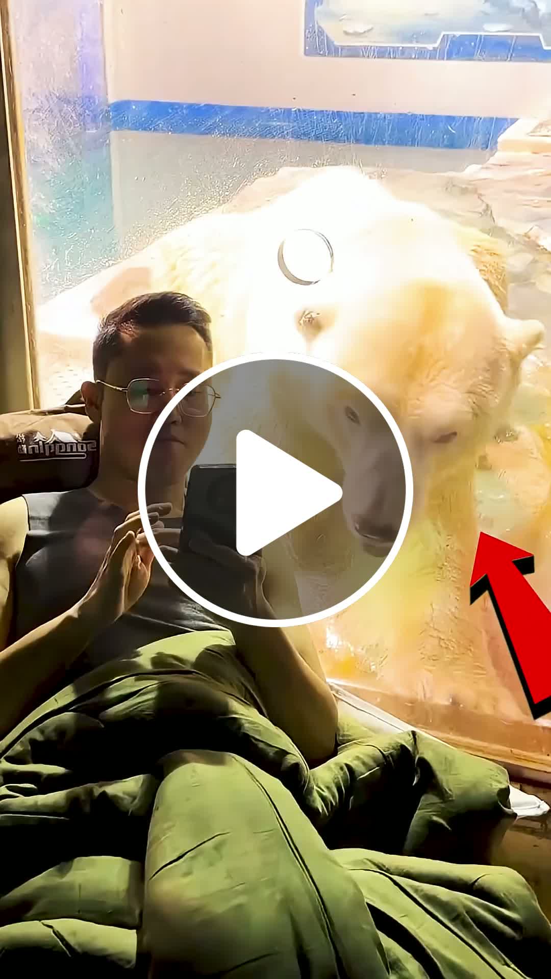 Polar Bear Throws a Tantrum for ONE Bite 🐻 ️😂 - NewsBreak
