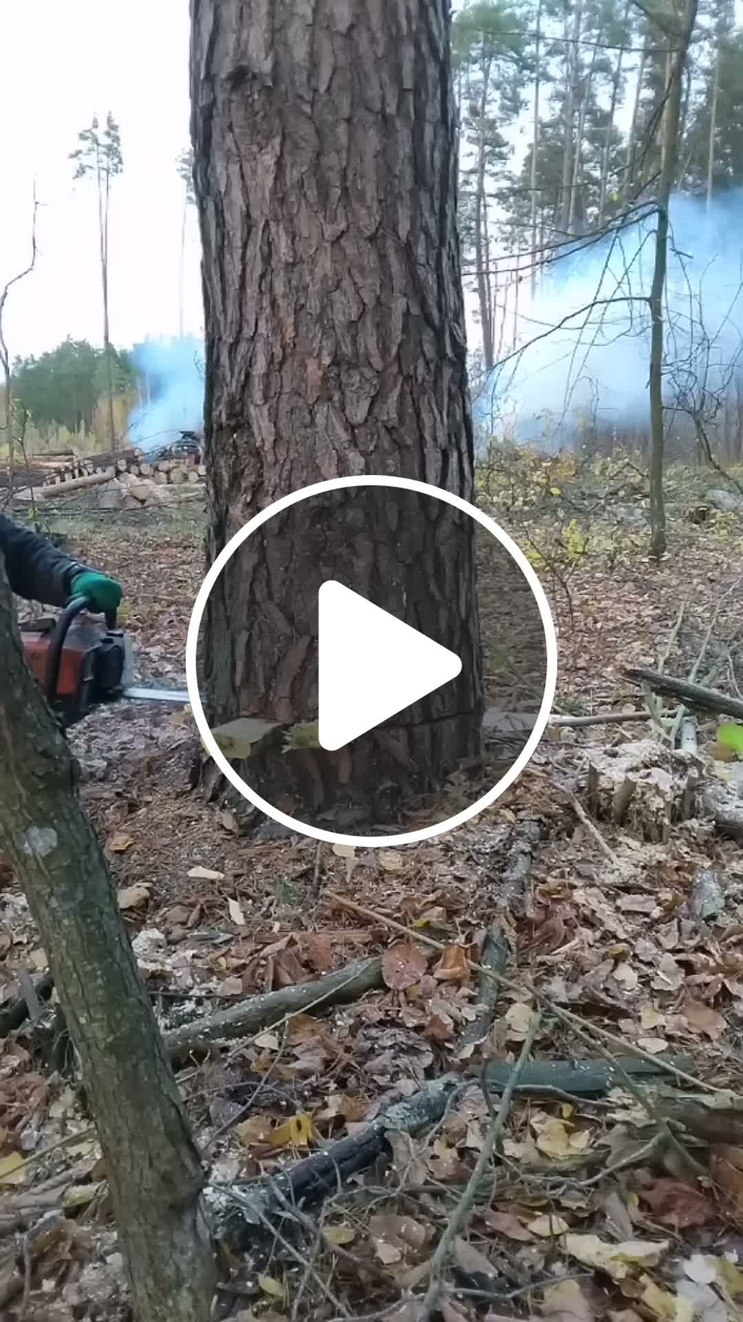 cutting tree#wood#treecutting#treecutting#tree #treepath - NewsBreak