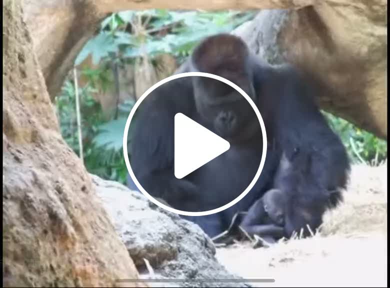 More of Haoko running away from mother Momoko to spend time - NewsBreak