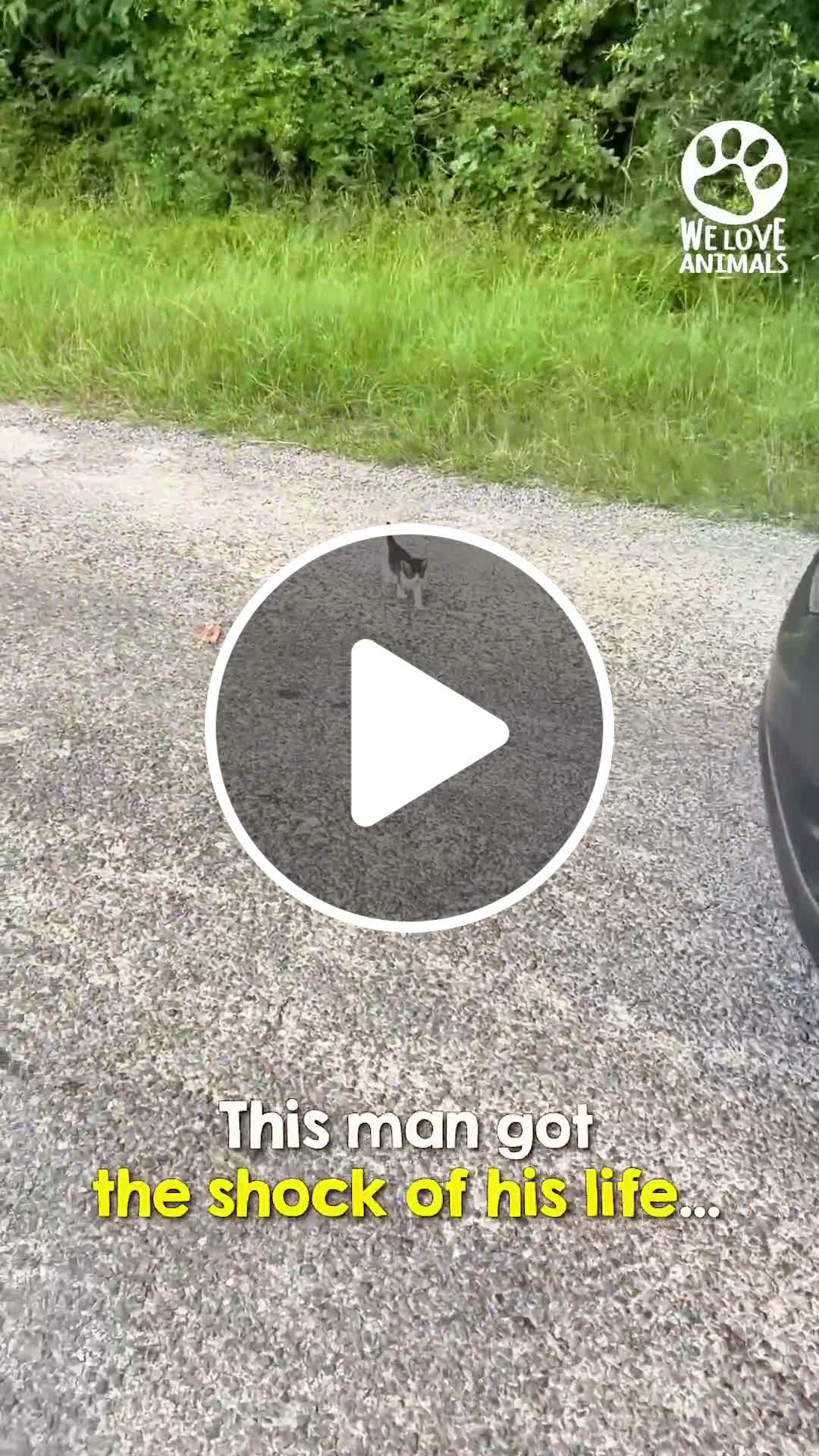 Man Is Ambushed By 13 Homeless Kittens Newsbreak