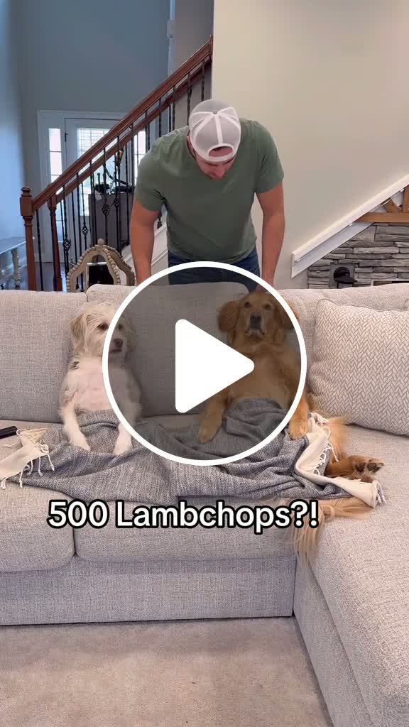 never dare to leave your wallet thinking your dog friends ever#funny# ...