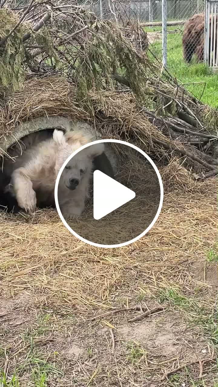 After hibernation,bears look very scruffy.”#animals #foryou #funny # ...