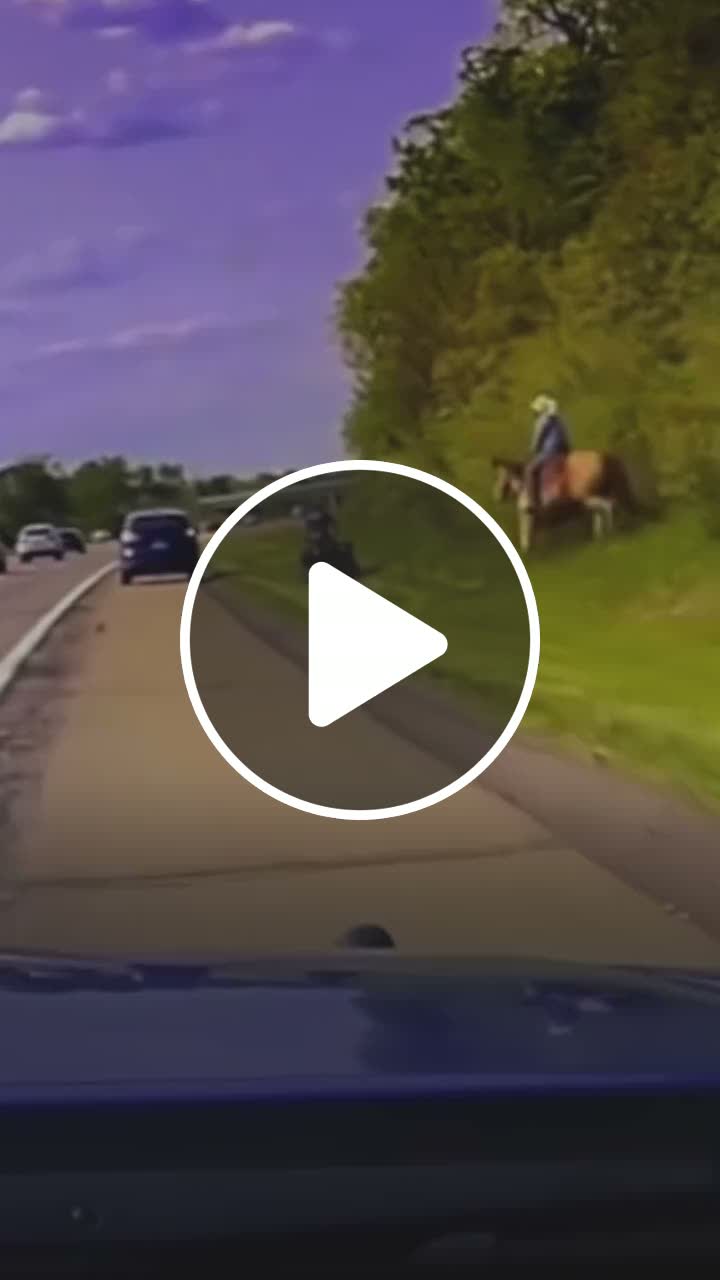 Cowboy wrangles runway cow on US highway - NewsBreak