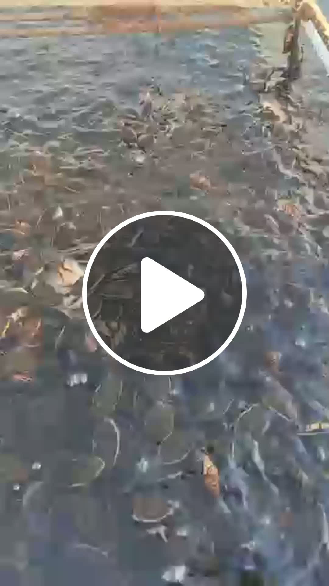 #FirstVideoChallenge - NewsBreak