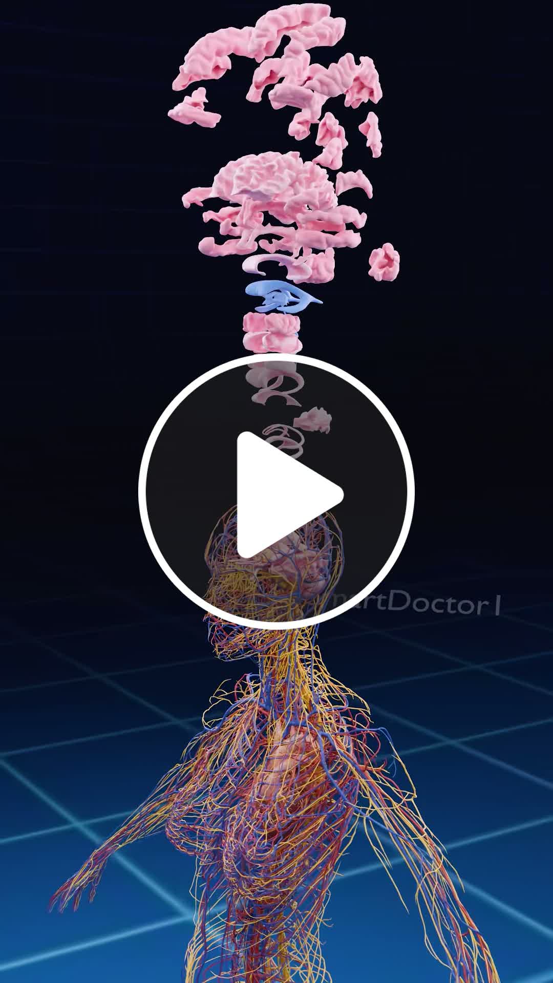 Nervous and Circulatory System. 🧠♻️🫀 . . The human brain is a complex ...