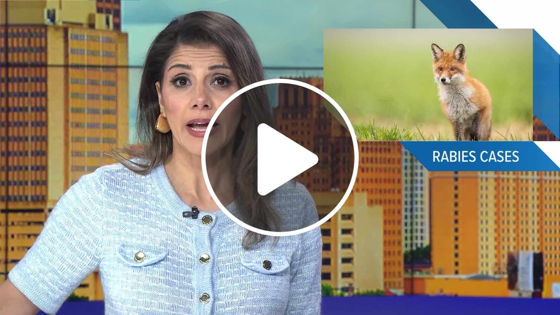 Second fox tests positive for rabies in north Bexar County within a ...