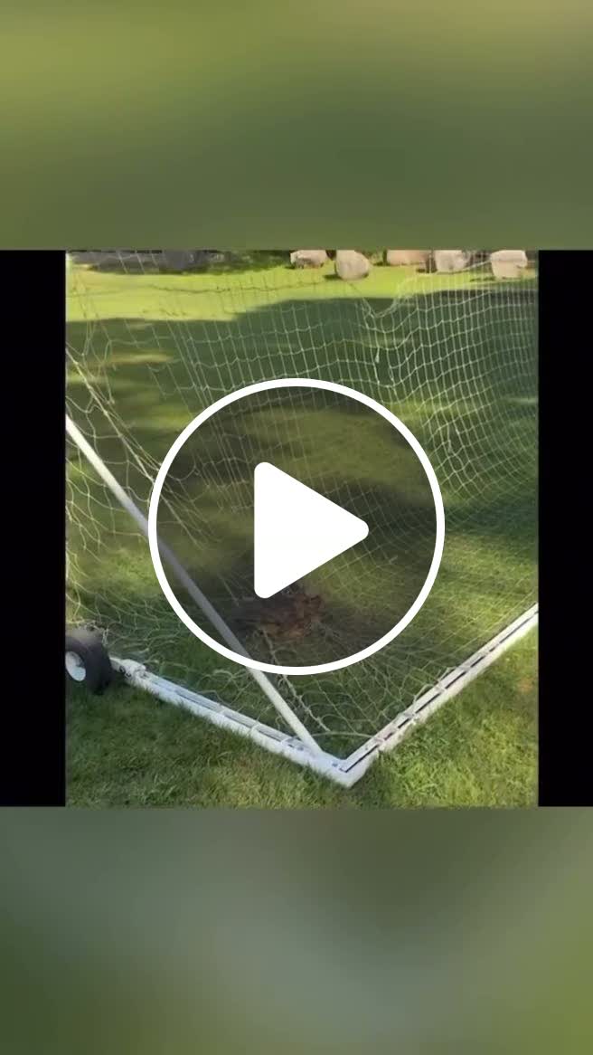 he rescued attract bird trapped in the football pitch nurse net - NewsBreak