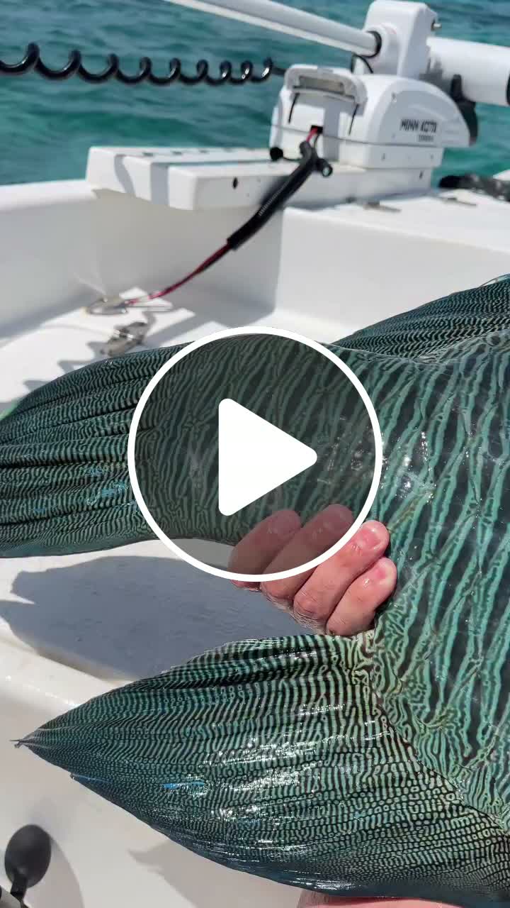 #TooFunnyToScroll How it feels to catch the king of the GBR. #wrasse # ...