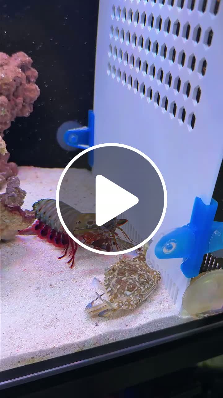 The peacock mantis shrimp can kill prey larger than itself and ...