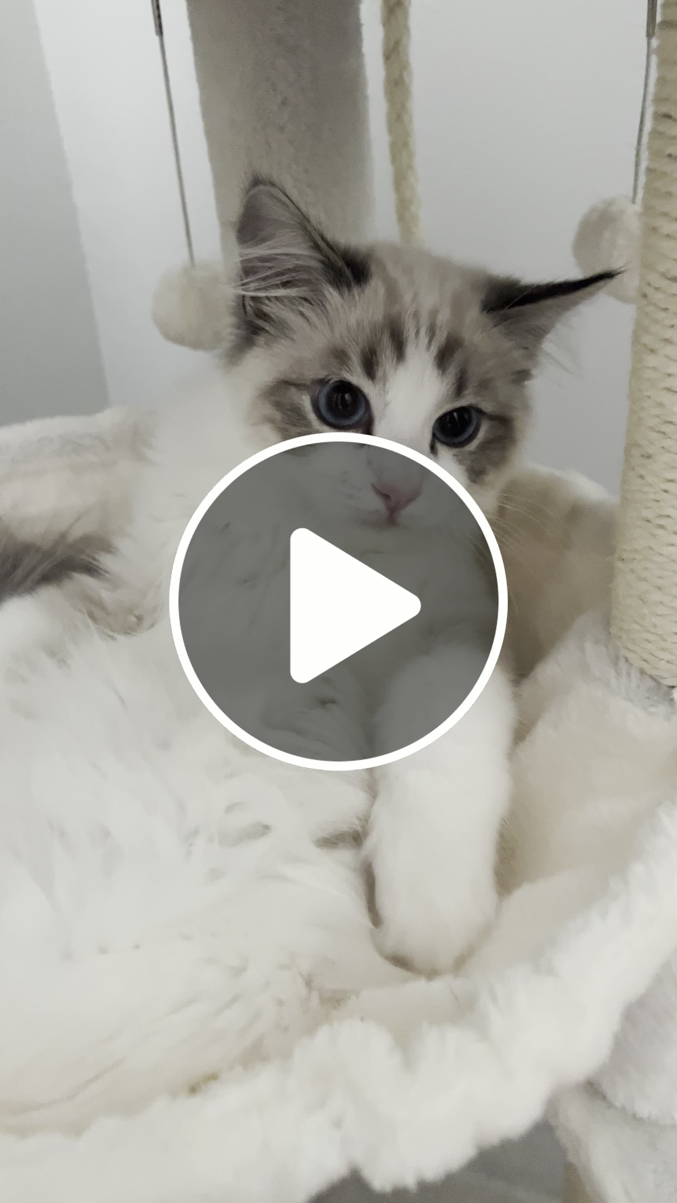 my man’s cat is so effing adorable too bad he’s a meany to his sister ...