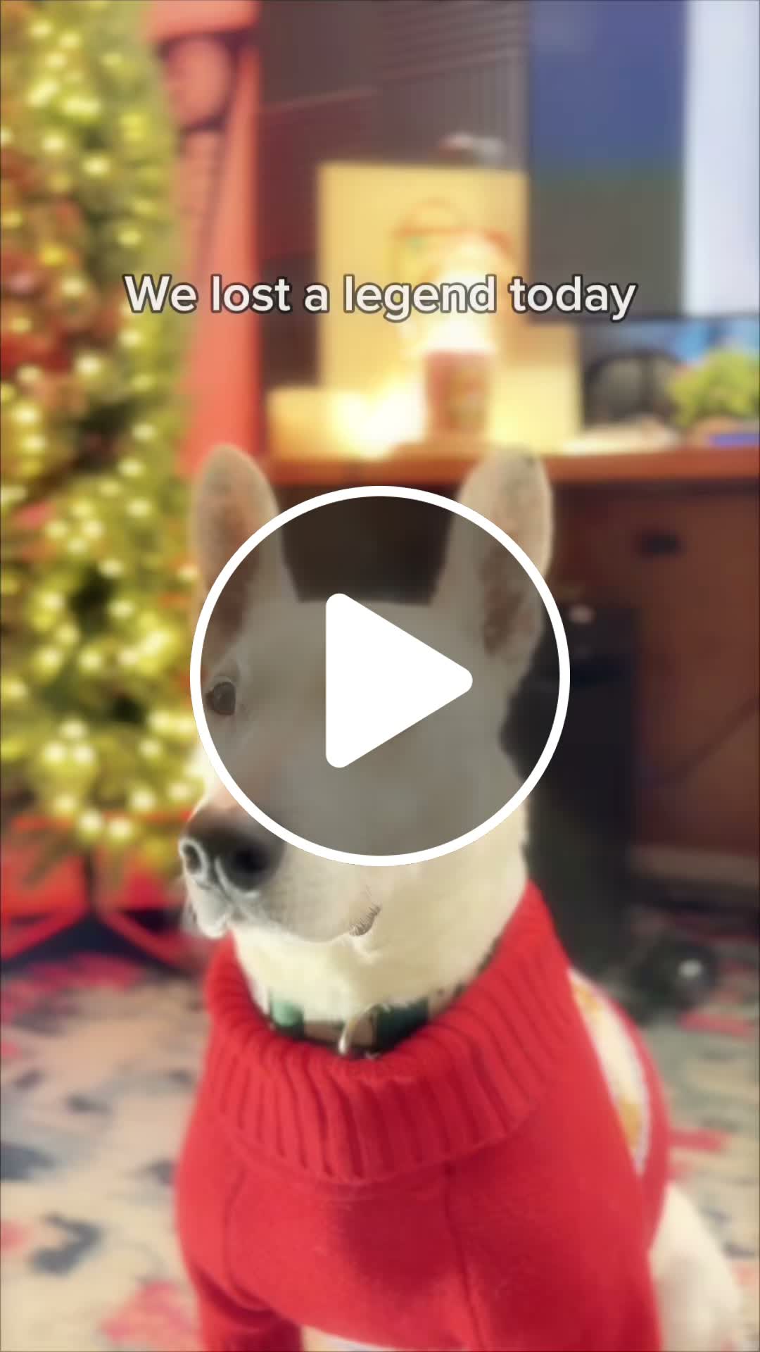 Im so sorry Dexter dexterthebalancingdog dog loss sad rainbowbridge ...