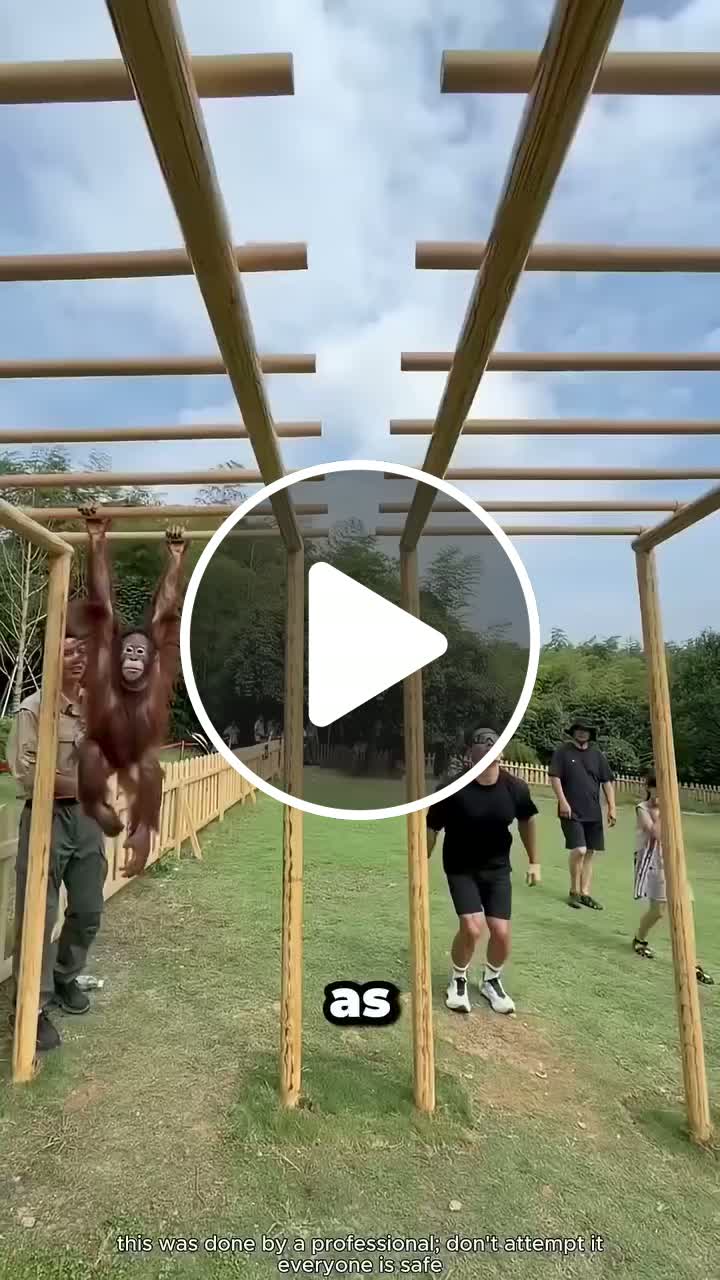 Can a Monkey Beat a Human in a Race - NewsBreak