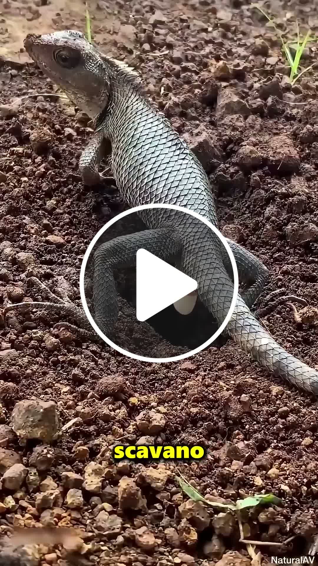 How do house lizards lay eggs - NewsBreak