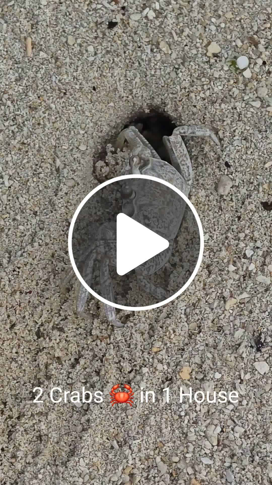 2 Crabs in 1 House...I Think They Are Ghost Crabs. #crabs #beach # ...