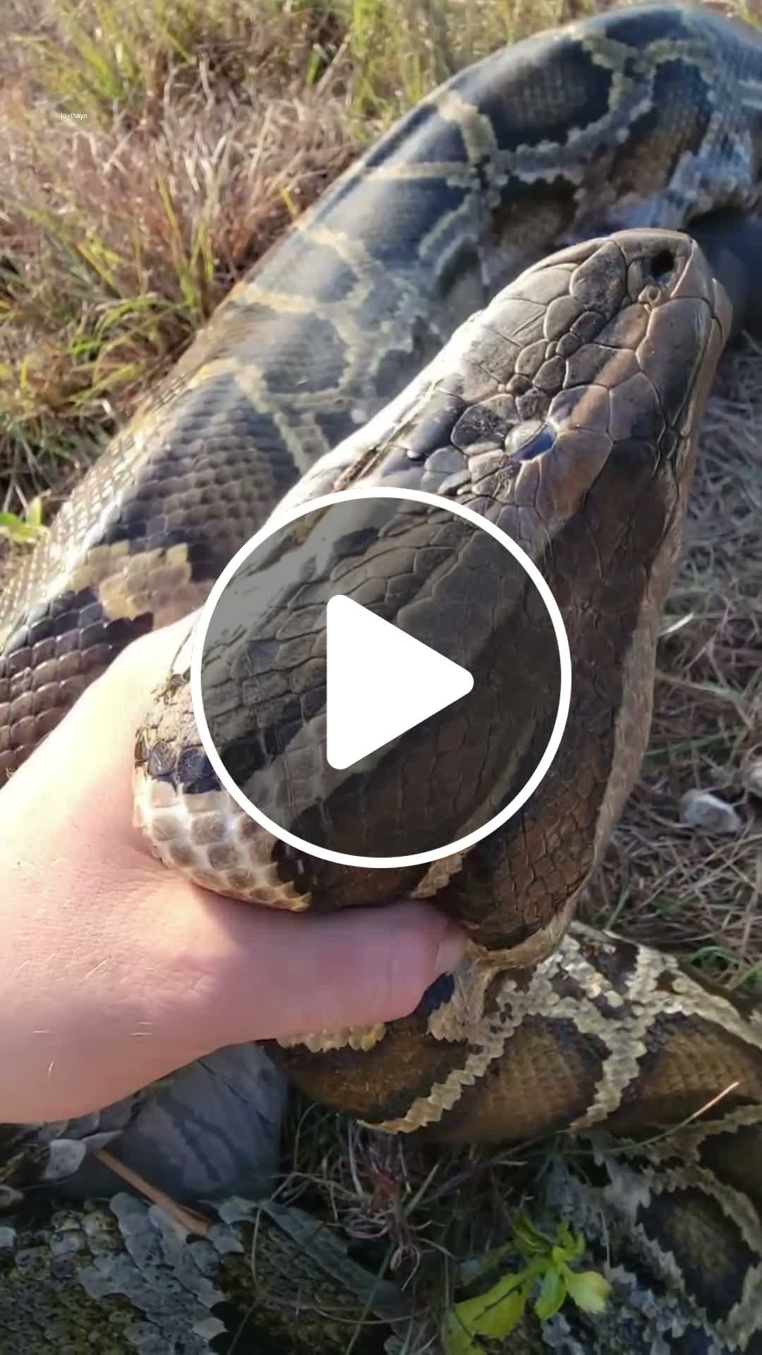 This Beast Been eating Good.Burmese pythons were first introduced to ...