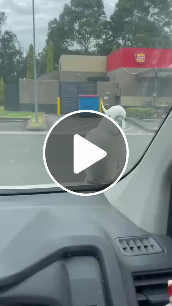 Lunchtime Aussie style, please do not feed wild birds junk food - NewsBreak