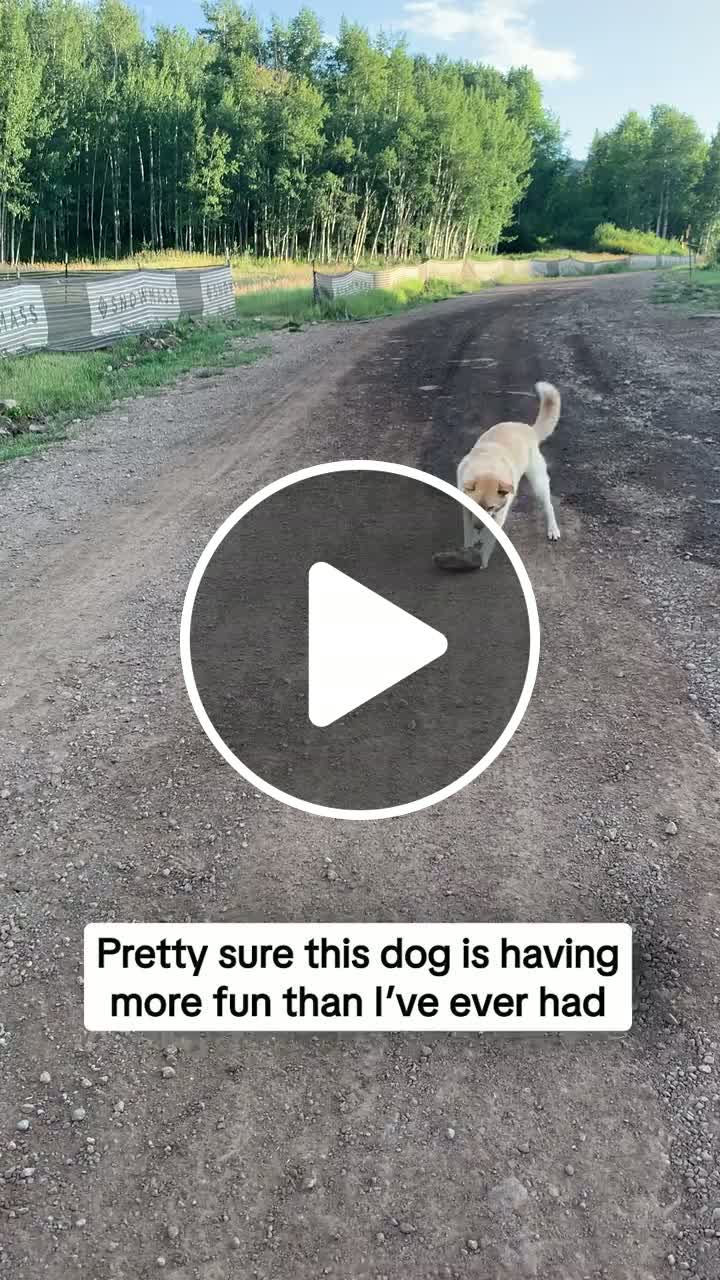 Good boy with a good slide having his best time - NewsBreak