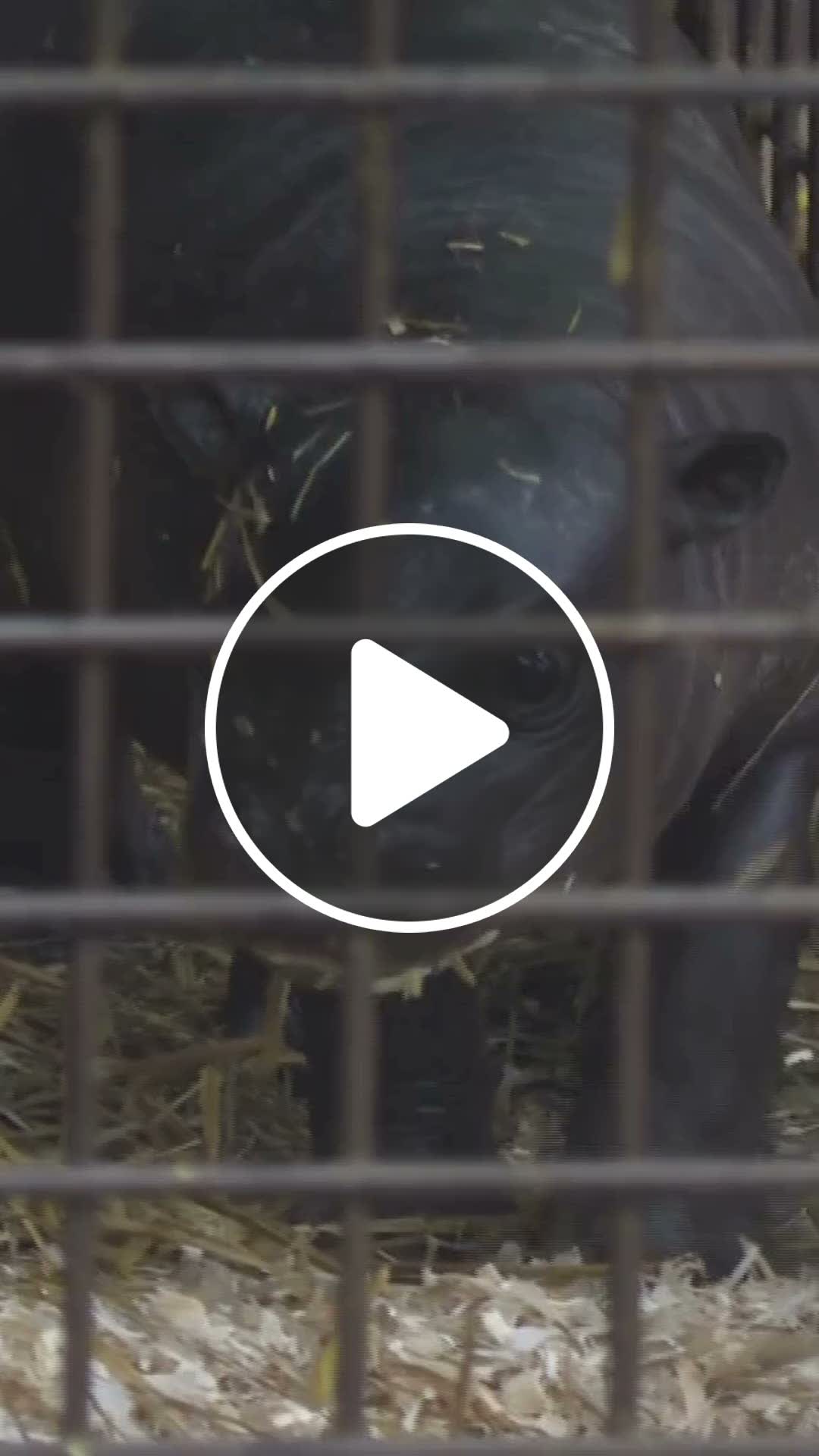 Enjoy 30 seconds of Boulder Ridge's chunky pygmy hippo calf - NewsBreak