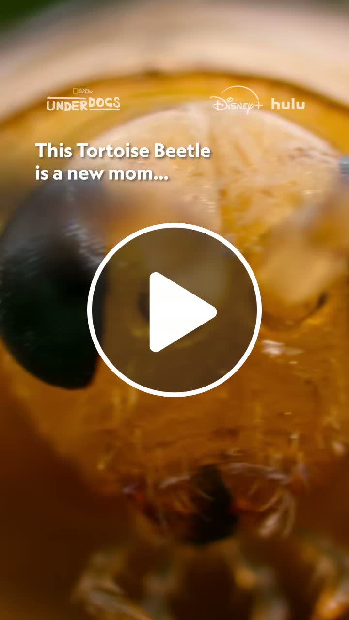 Turns out tortoise beetle poop makes a nifty shield against ants on the ...