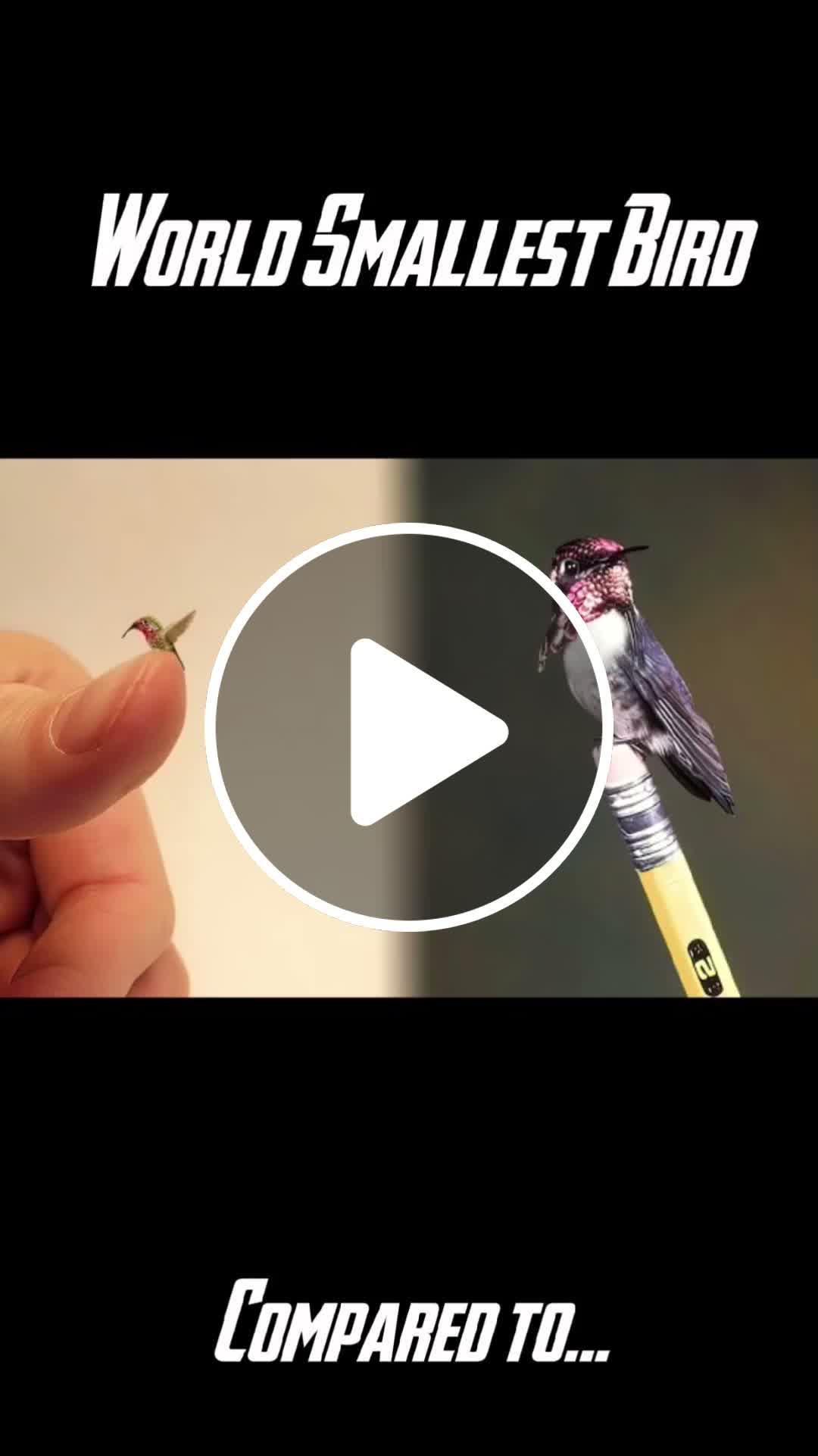 smell worse than sh*t 🤢 #worldlargest #worldsmallest #flowers - NewsBreak