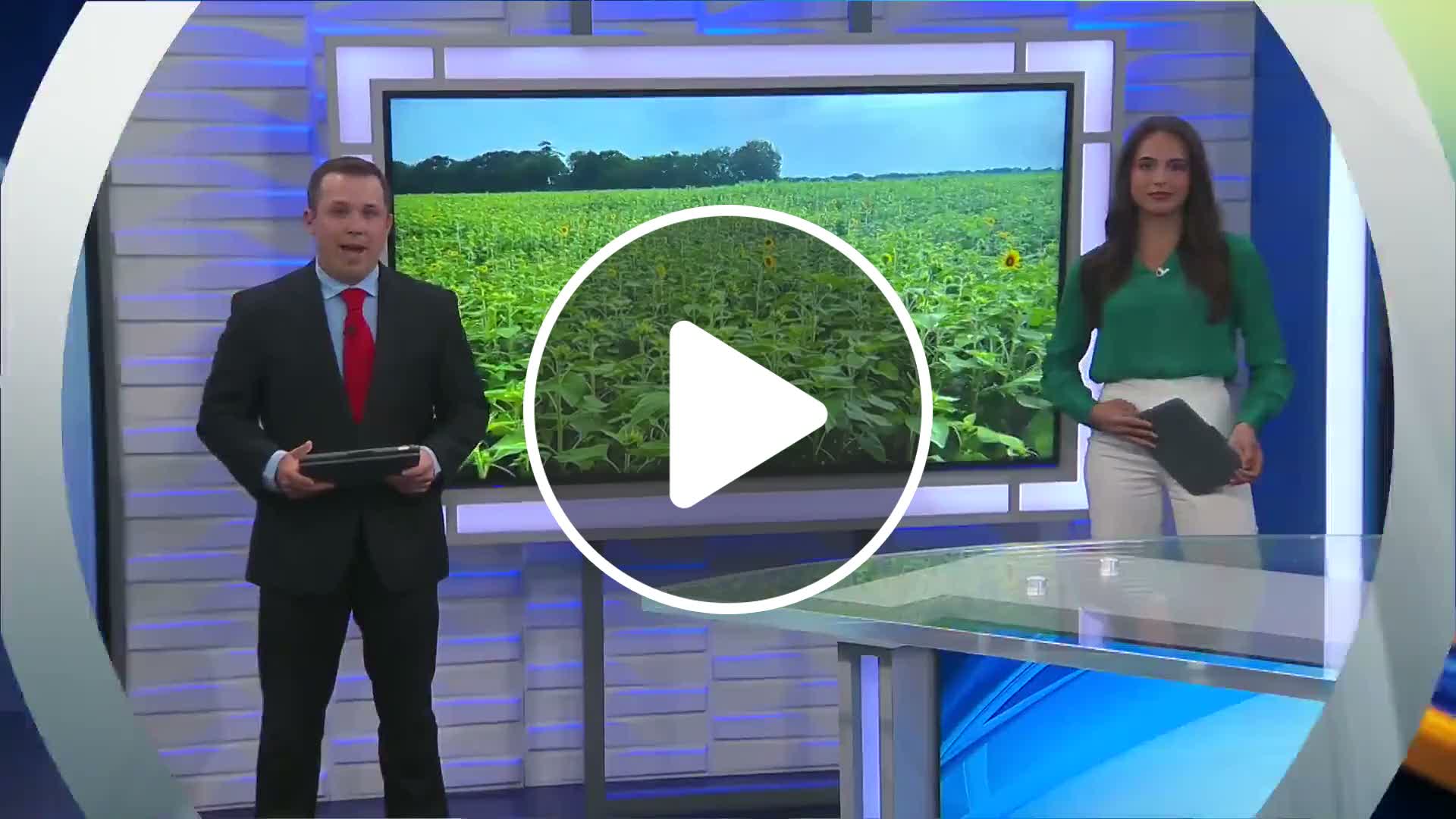 Sunflowers for St. Jude - NewsBreak