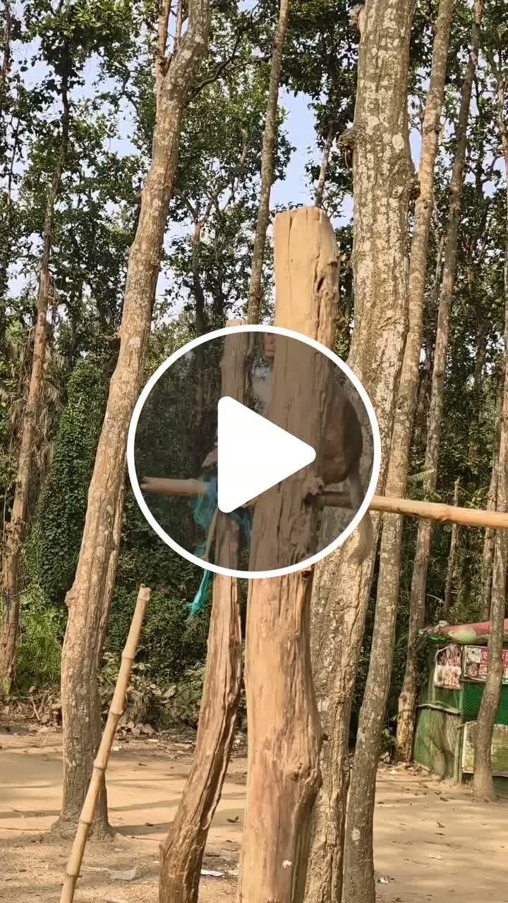 Monkey funny reactions😂 - NewsBreak