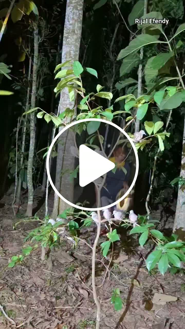 Harvesting sleeping birds! - NewsBreak