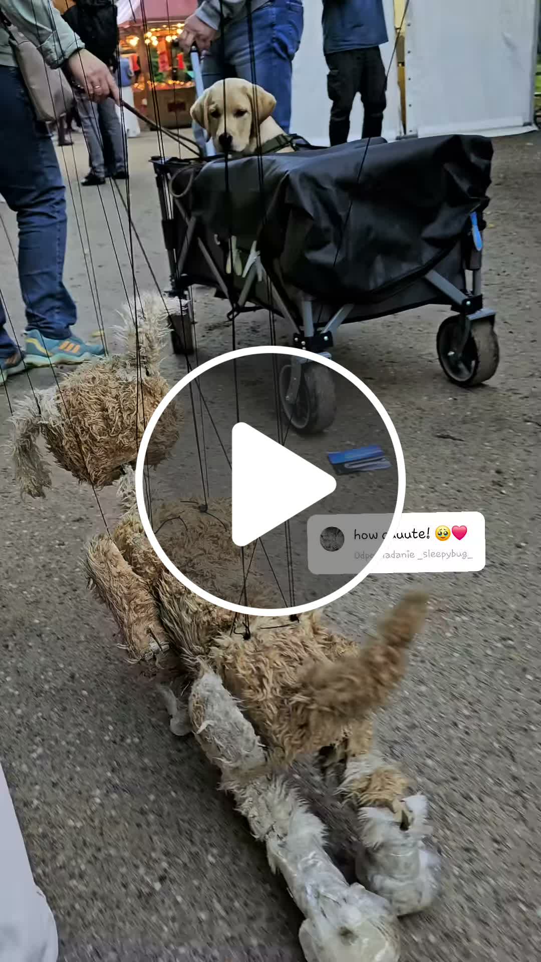 Burek at @kleinesfestde This is Burek - The Dog Marionette Fully ...