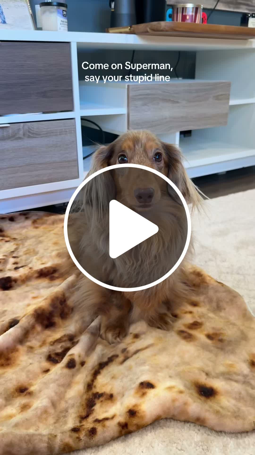 The burrito trick never gets old 🌯 #dogtricks #dachshund - NewsBreak