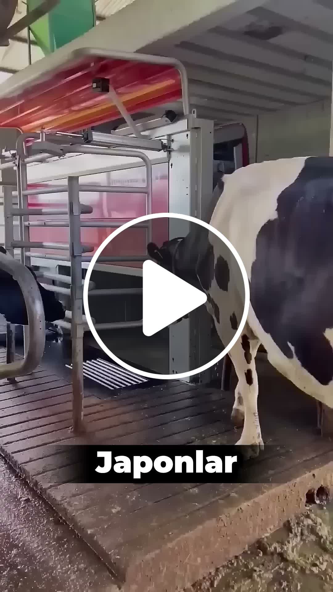 Japonlar her ii otomatie balad - NewsBreak