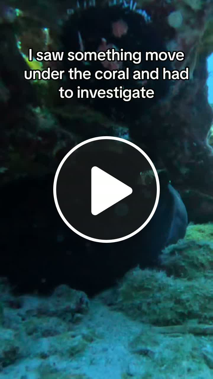 Finding real life sea monsters… this is a Viper Moray (Enchelynassa ...
