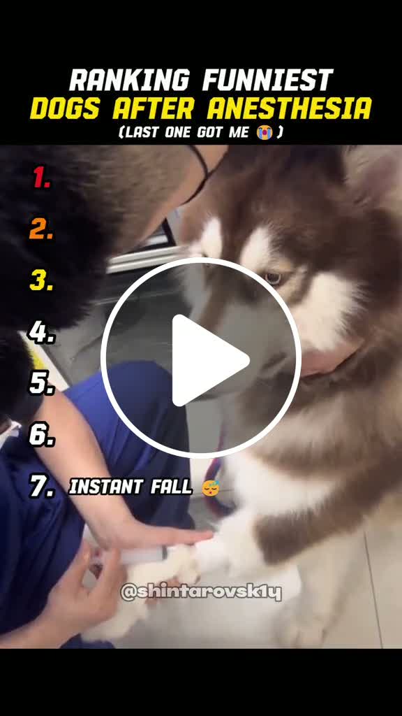 Ranking Funniest Dogs After Anesthesia Moments 23126 #shortvideos ...