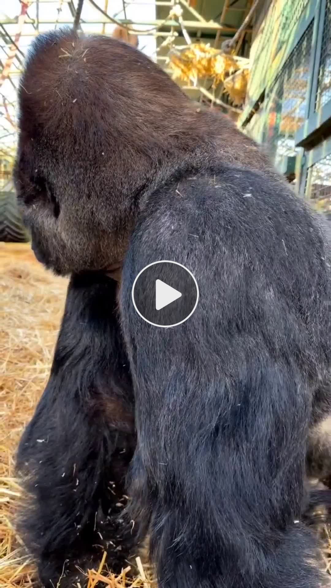 Kifu this weekend ️‍🔥 look at those 👀 #gorilla #animals #love - NewsBreak