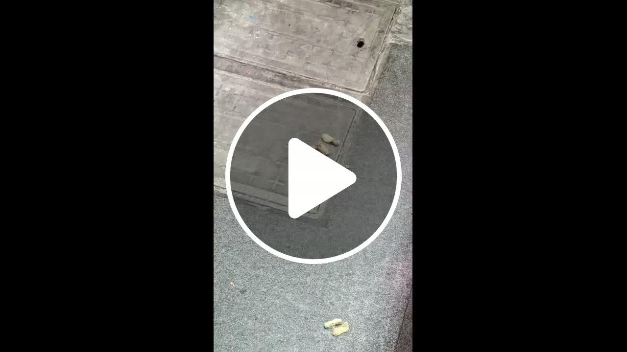 Mouse grabs peanut through manhole hole in Guangdong, China - NewsBreak