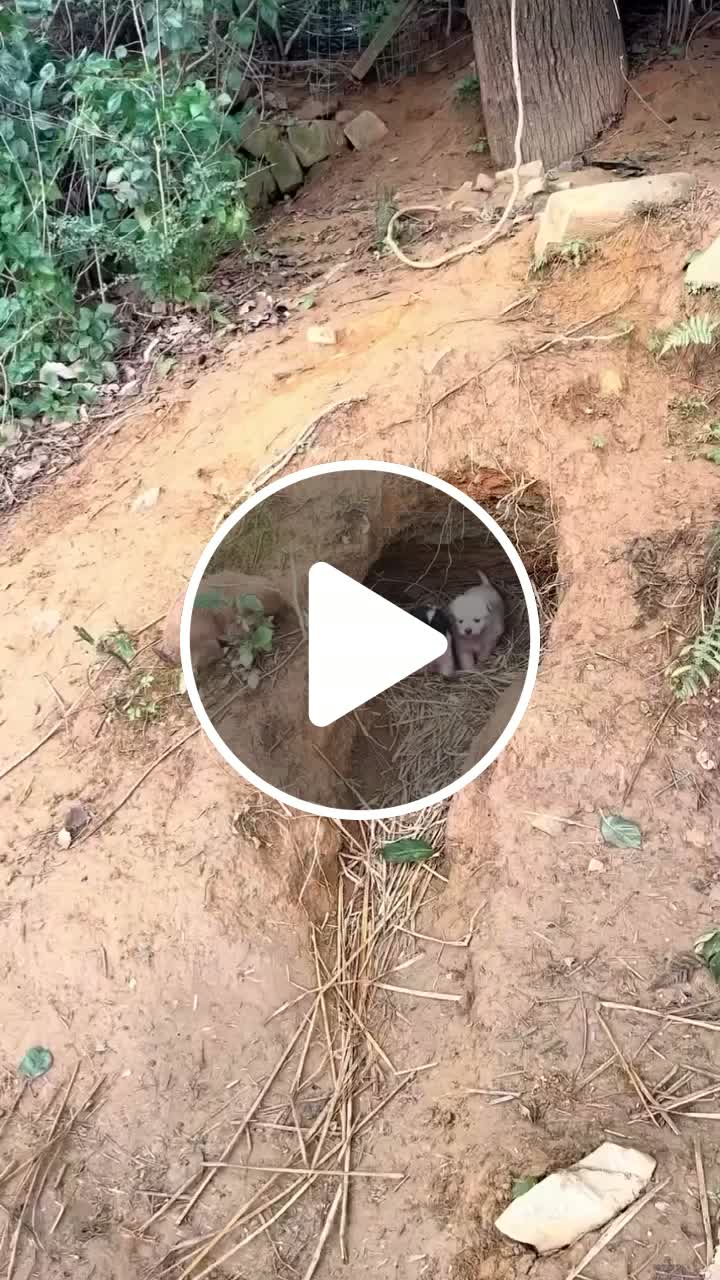 Be still my heart ️#cutelittlebabies#cutepuppies - NewsBreak